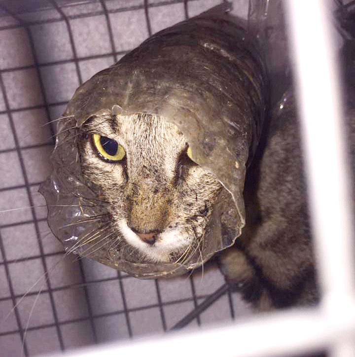 Cat stuck in bottle - Cayman Compass