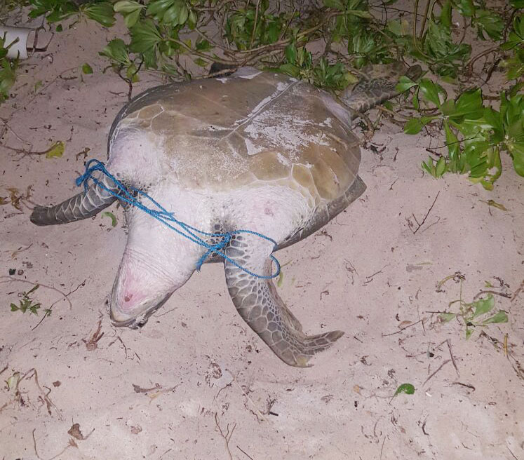 Bound female sea turtle rescued from poachers in West Bay - Cayman Compass