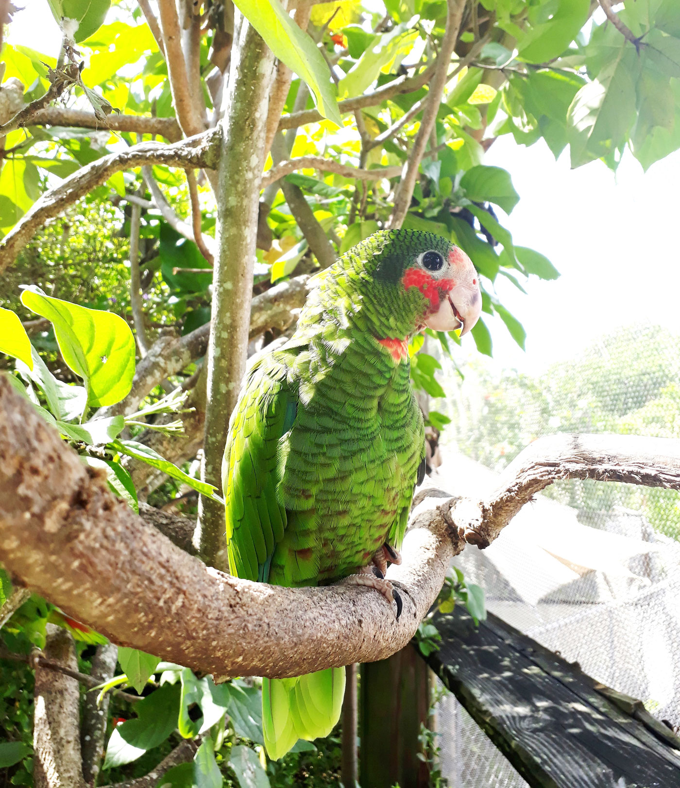 ‘Junior’ the baby parrot joins parents in Turtle Centre exhibit ...