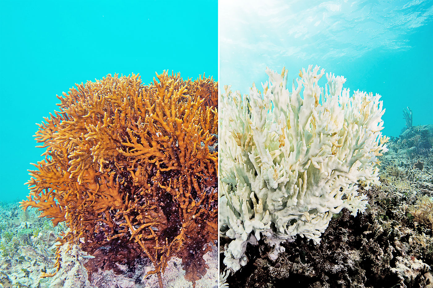 ‘Chasing Coral’ inspires audiences in Cayman - Cayman Compass