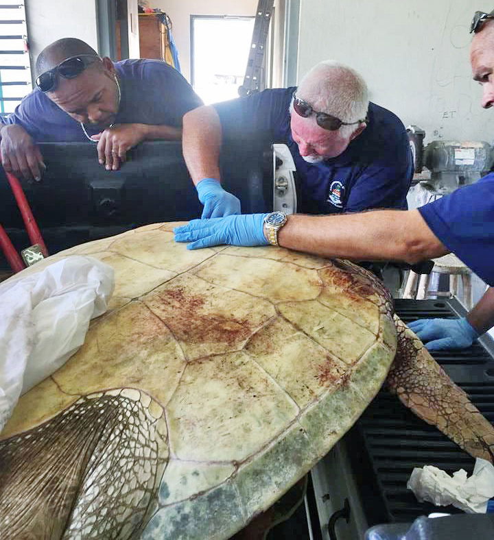Turtle poaching ‘a growing problem’ - Cayman Compass