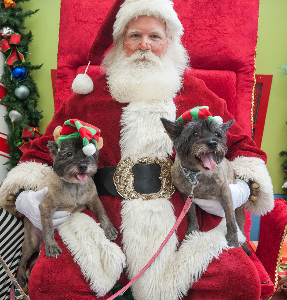 Is your pooch naughty or nice? Doggies tell Santa what they want for ...
