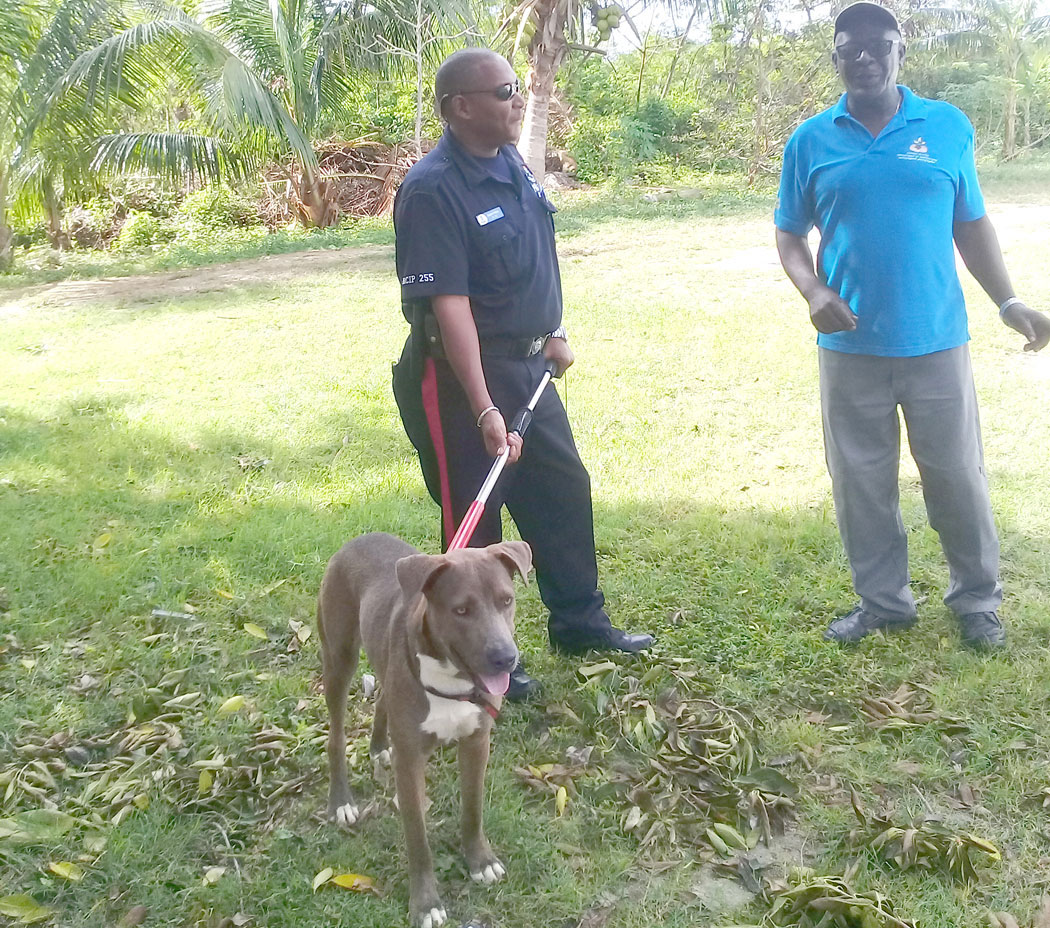 Stray dogs rounded up after man bitten - Cayman Compass
