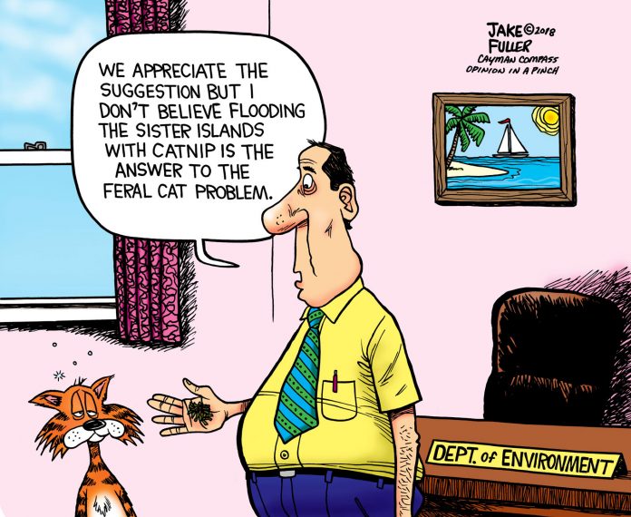 Feral cats - Cayman Compass