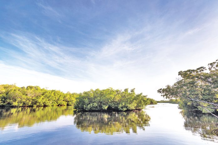Exploring Cayman’s magical mangroves - Cayman Compass