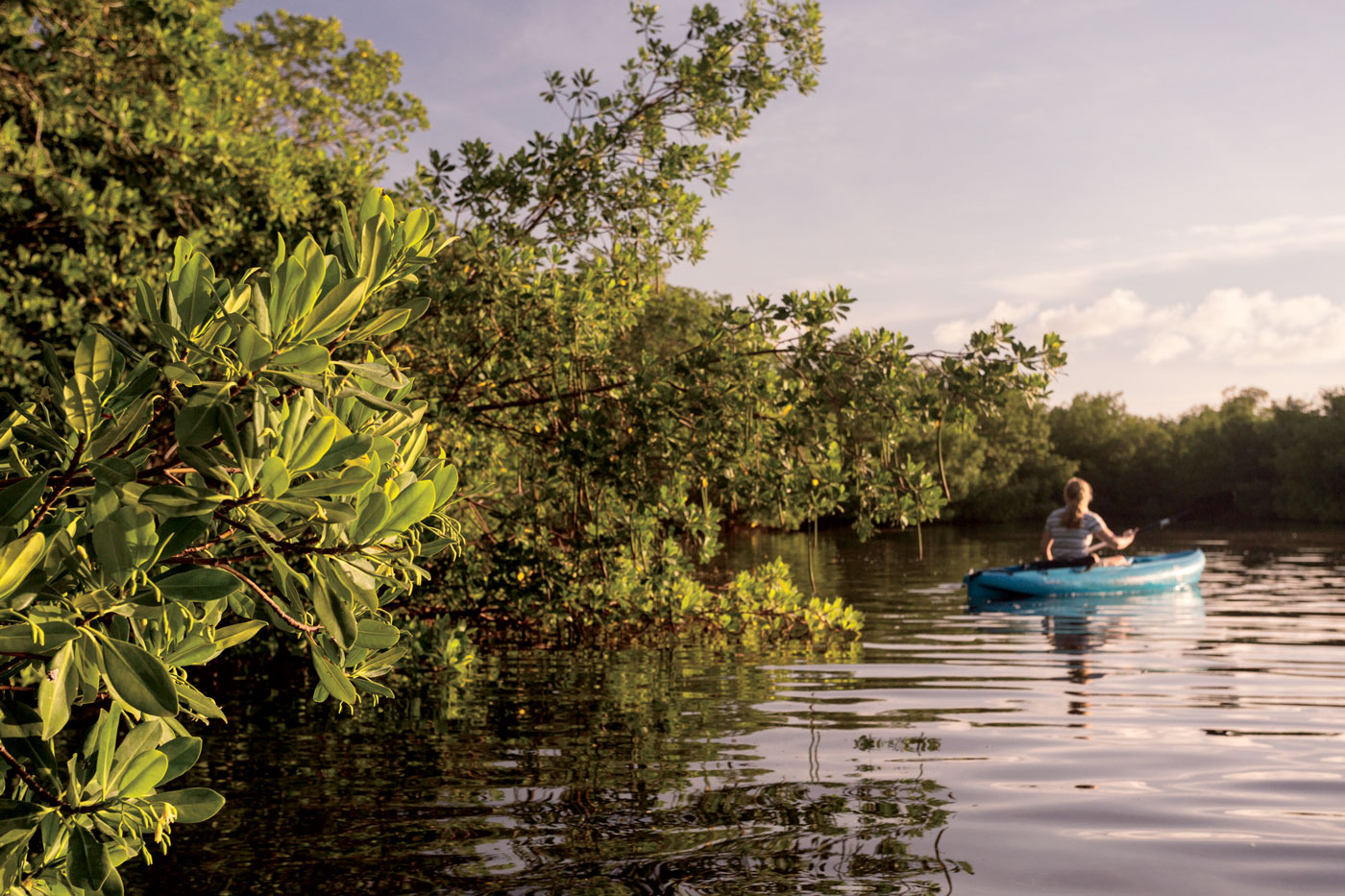 Exploring Cayman’s magical mangroves - Cayman Compass