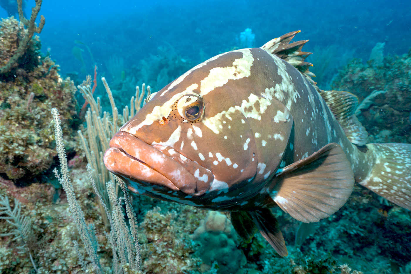 Grand Cayman grouper population lags behind - Cayman Compass