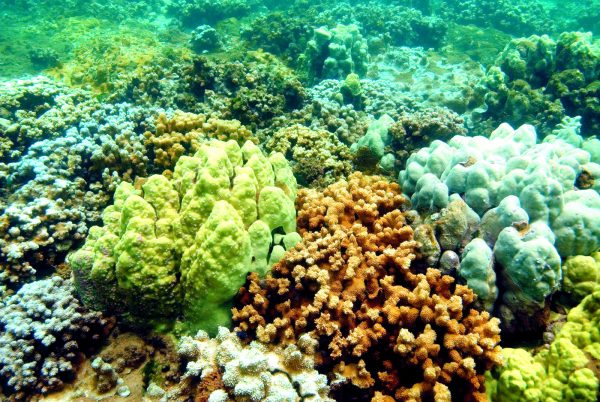 Pulsing nightlife of Cayman’s reefs - Cayman Compass