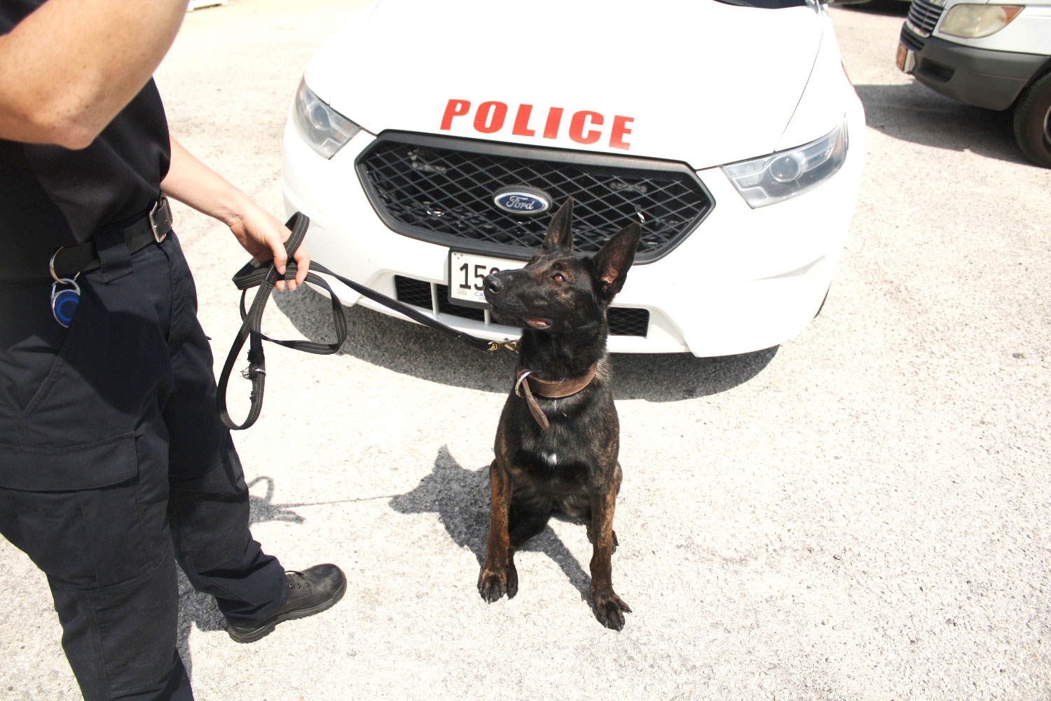 K-9 unit adding first of three new dogs - Cayman Compass