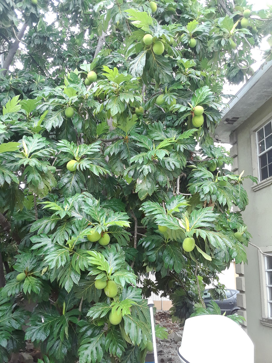 Breadfruit is this year’s bumper crop - Cayman Compass