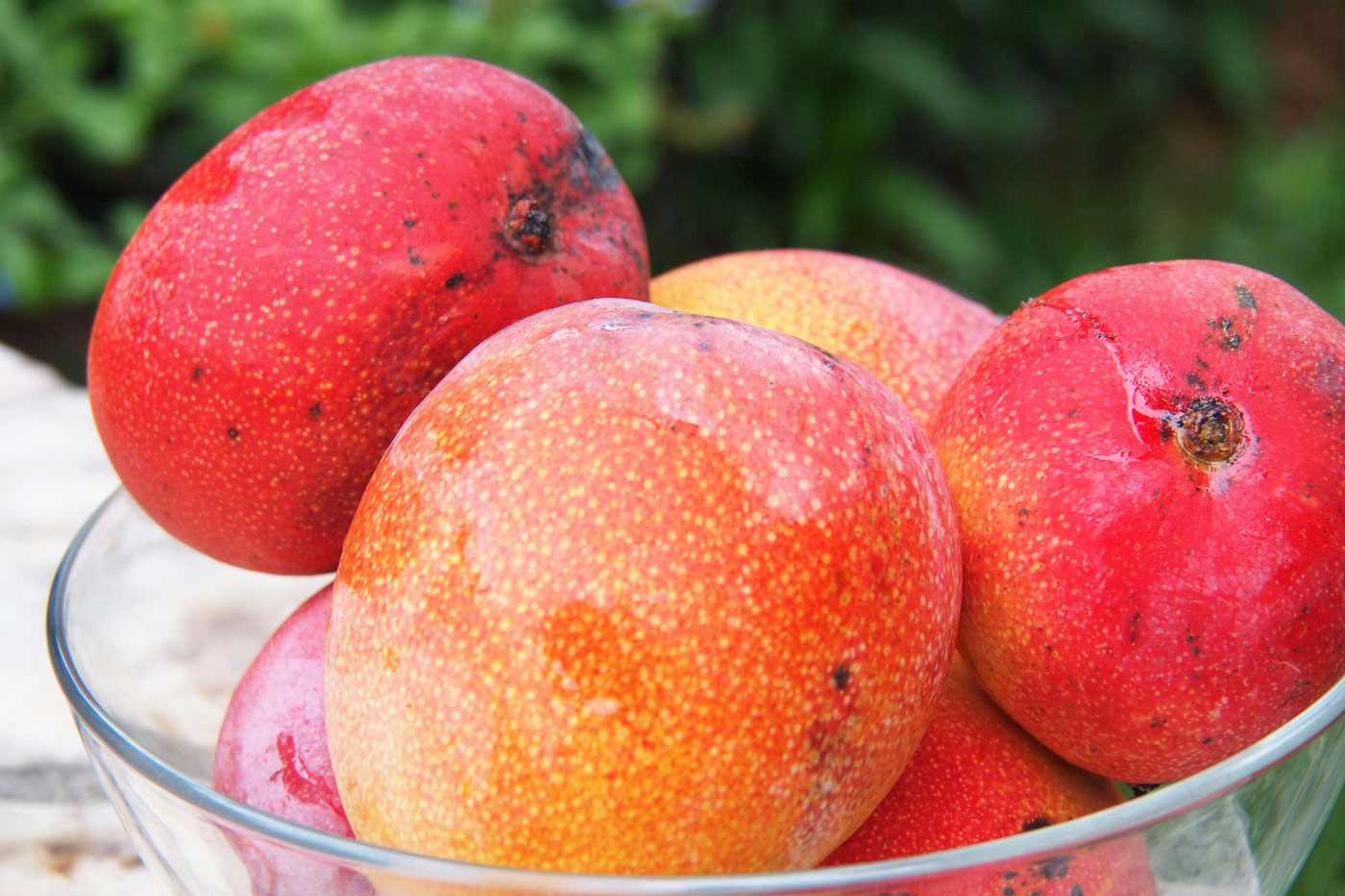 Marvelous mangos are back in season - Cayman Compass