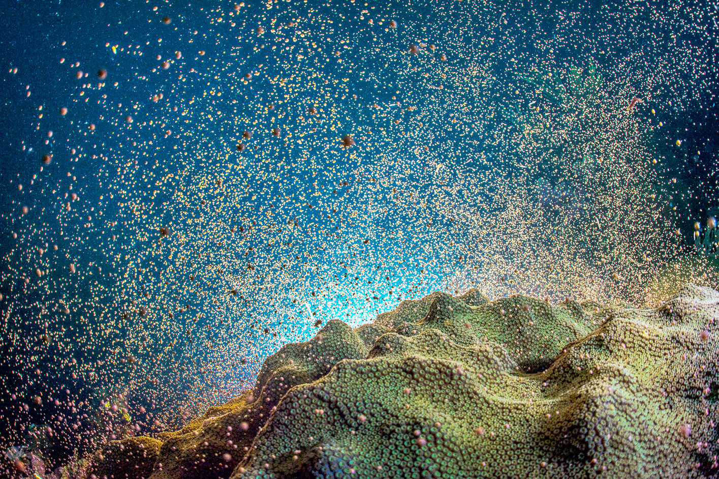 Coral-Spawning.-Photo-by-Alex-Mustard - Cayman Compass