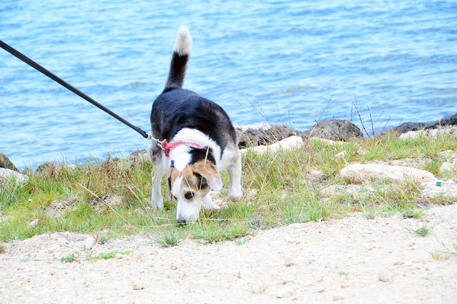 Blaze - Cayman Compass