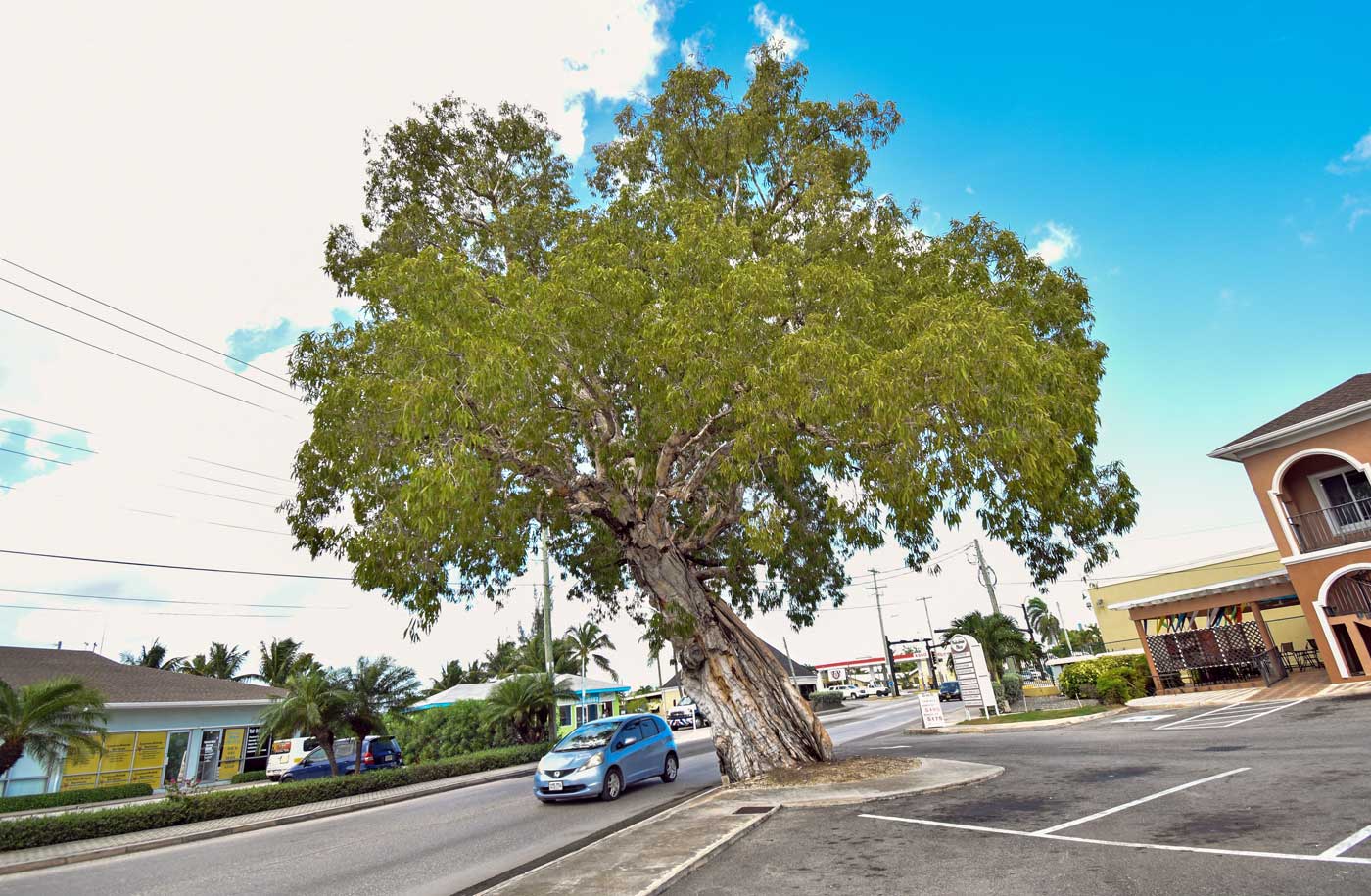 A tree of another name is still as sweet - Cayman Compass