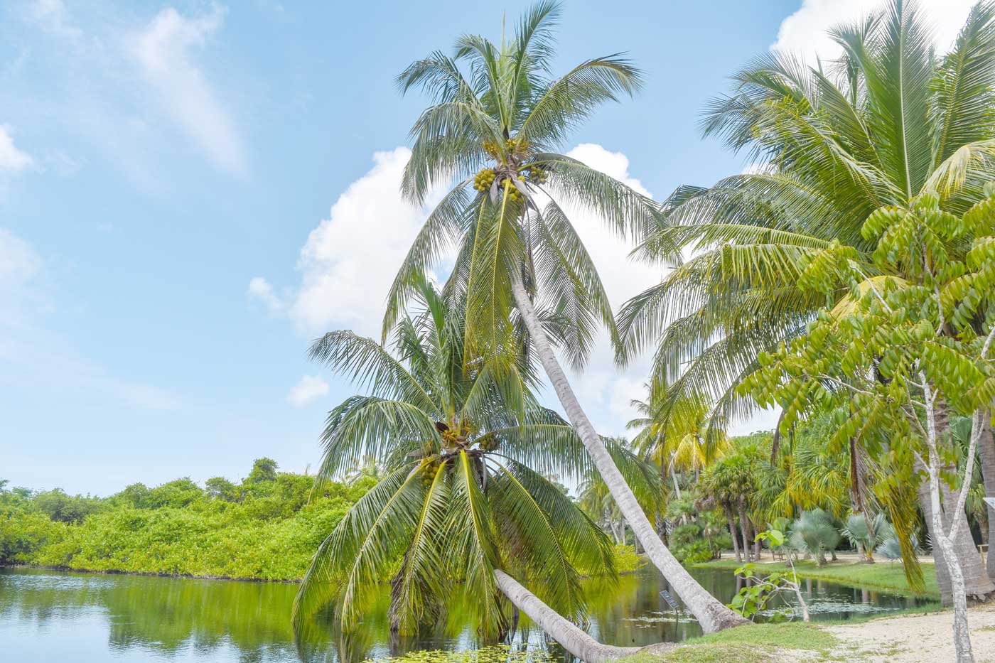 Exotic and native trees on display at Botanic Park - Cayman Compass