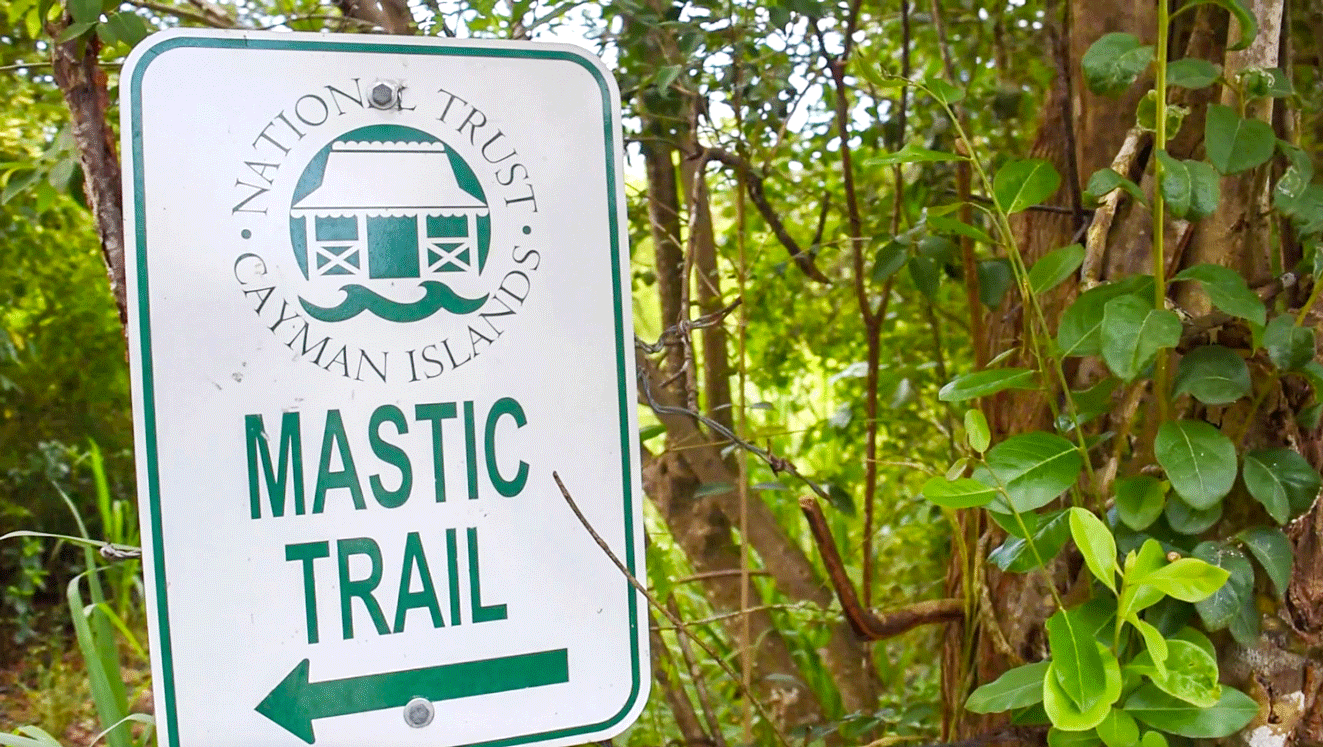 Yellow mastic tree thrives in Grand Cayman’s inland forest - Cayman Compass