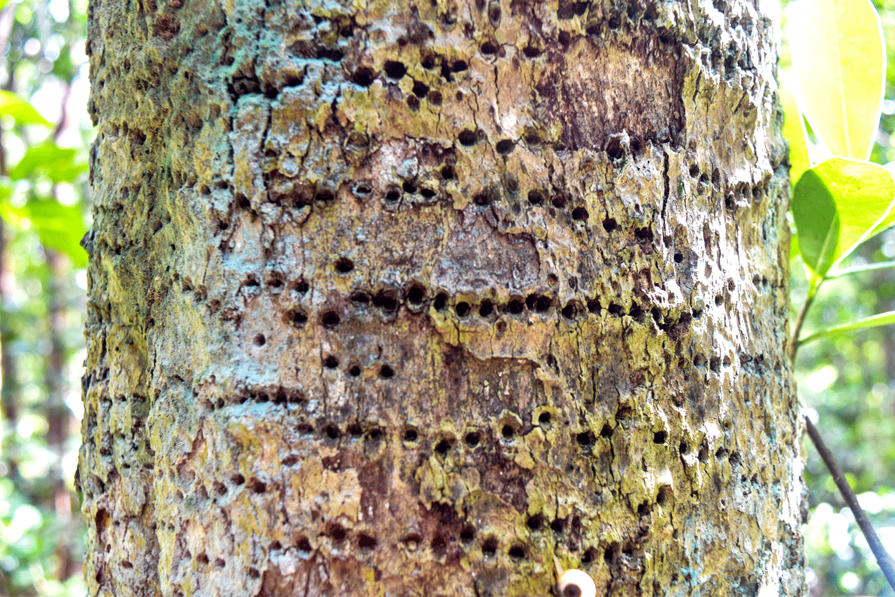 Yellow mastic tree thrives in Grand Cayman’s inland forest - Cayman Compass
