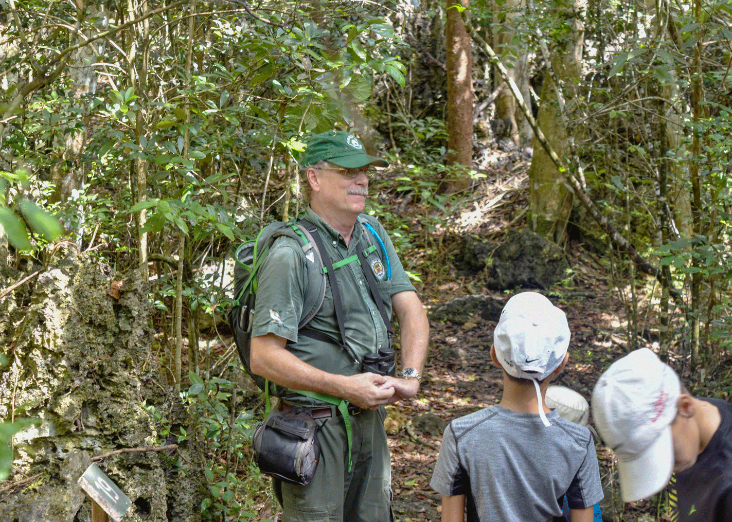 Yellow mastic tree thrives in Grand Cayman’s inland forest - Cayman Compass