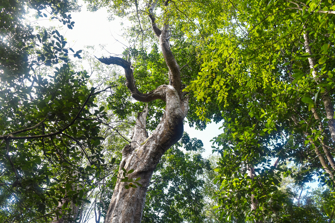Yellow mastic tree thrives in Grand Cayman’s inland forest - Cayman Compass
