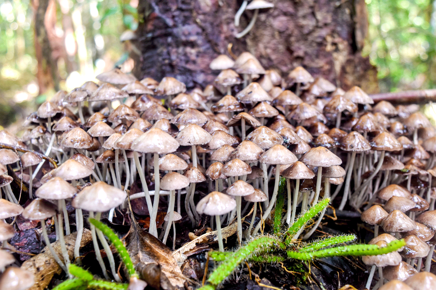 Yellow mastic tree thrives in Grand Cayman’s inland forest - Cayman Compass