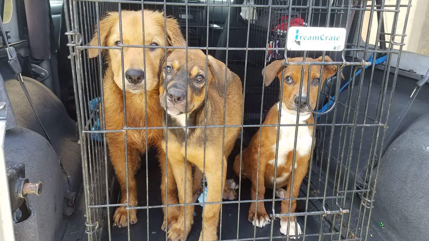 Homes sought for 32 dogs surrendered to Department of Agriculture ...