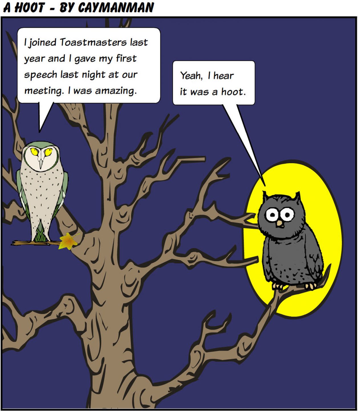 Hoot - Cayman Compass