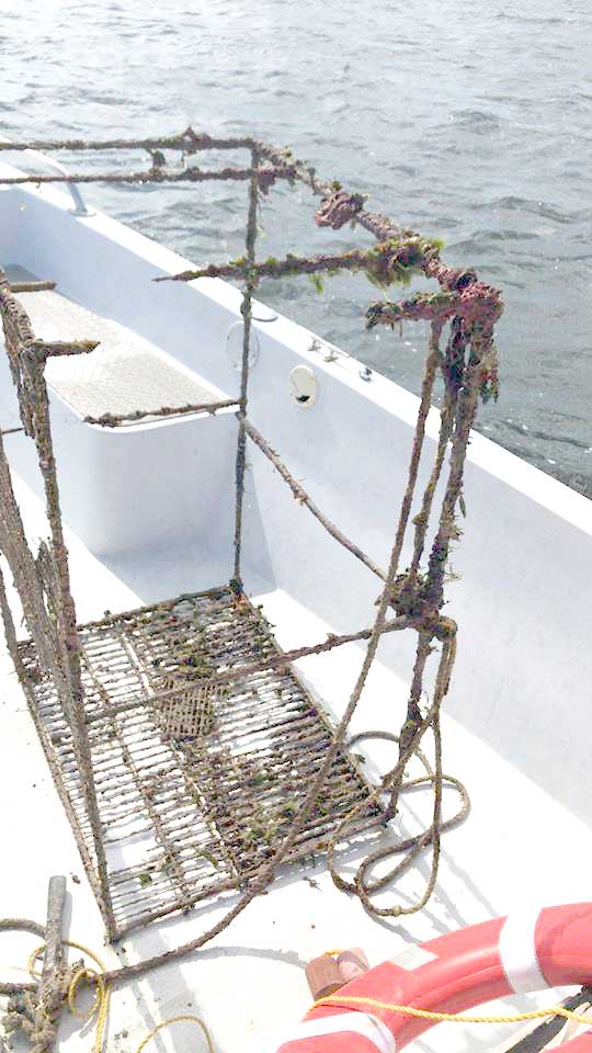 Turtle killed by abandoned fish pot - Cayman Compass