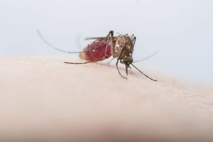 Why mosquitoes prefer to bite some people over others - Cayman Compass