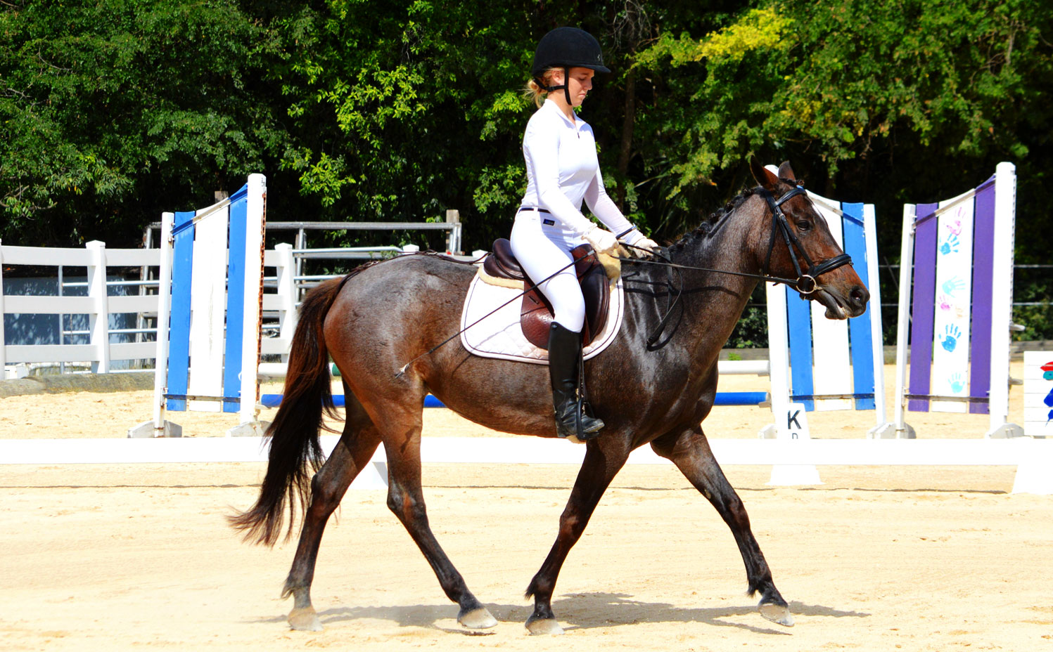Cayman equestrians rise to meet dressage challenge - Cayman Compass