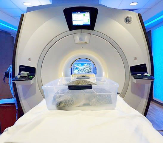 Sick turtle restored to health - Cayman Compass