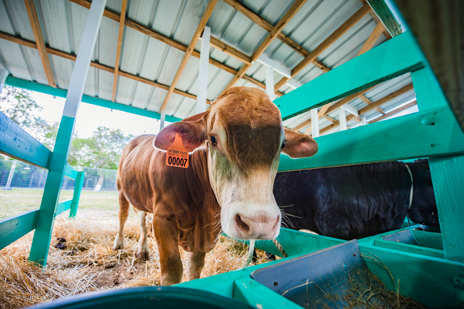 Agriculture Show embraces tradition - Cayman Compass