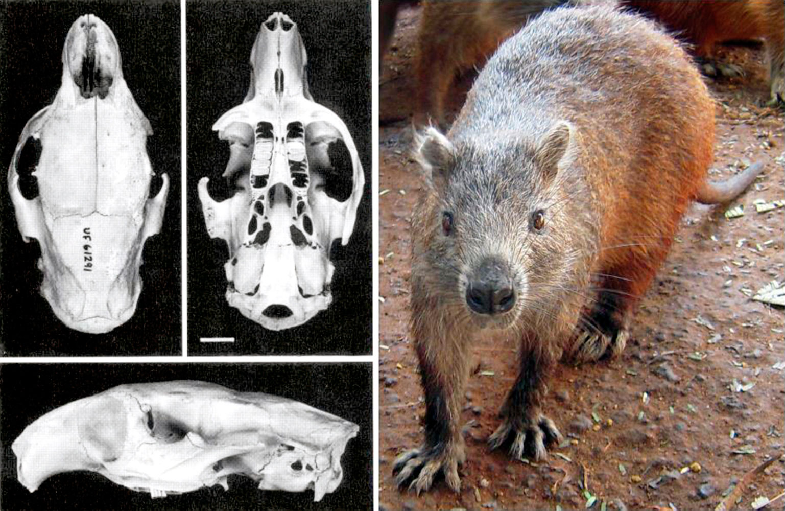 Fossils reveal existence of 3 new species unique to Cayman - Cayman Compass