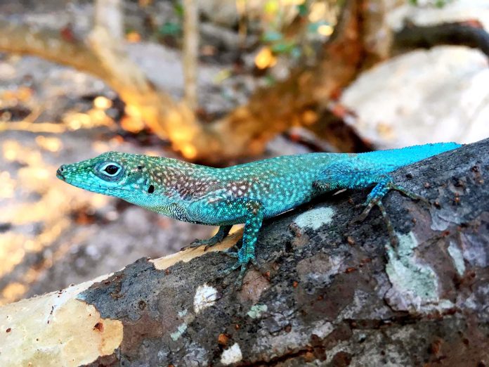 Cayman’s island-hopping lizards offer evolutionary insight - Cayman Compass