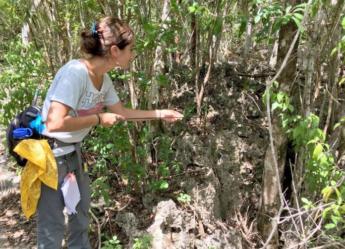 Cayman’s island-hopping lizards offer evolutionary insight - Cayman Compass