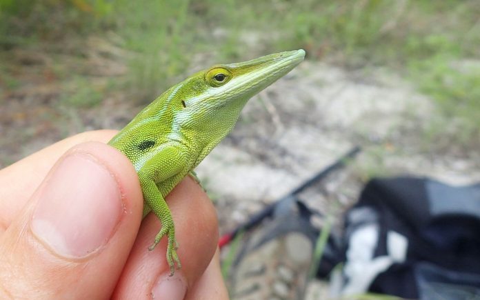 Cayman’s island-hopping lizards offer evolutionary insight - Cayman Compass