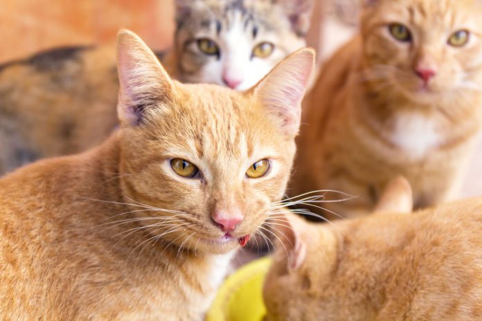 Study finds heartworm disease common in Cayman cats - Cayman Compass