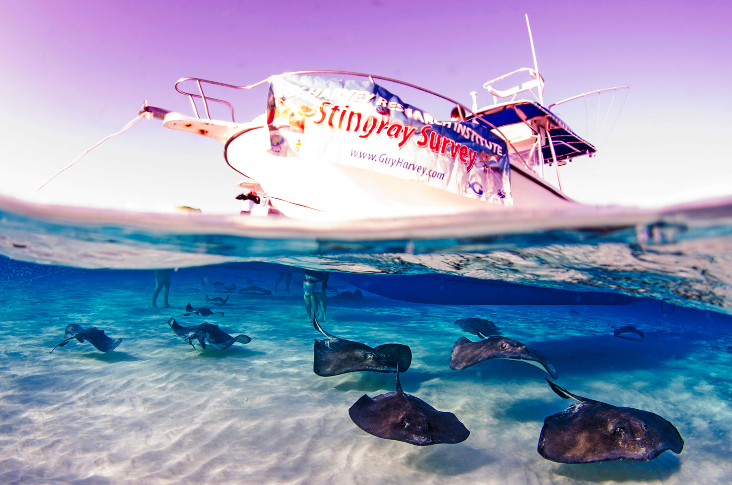 Guy Harvey Cocktail Party - Cayman Compass
