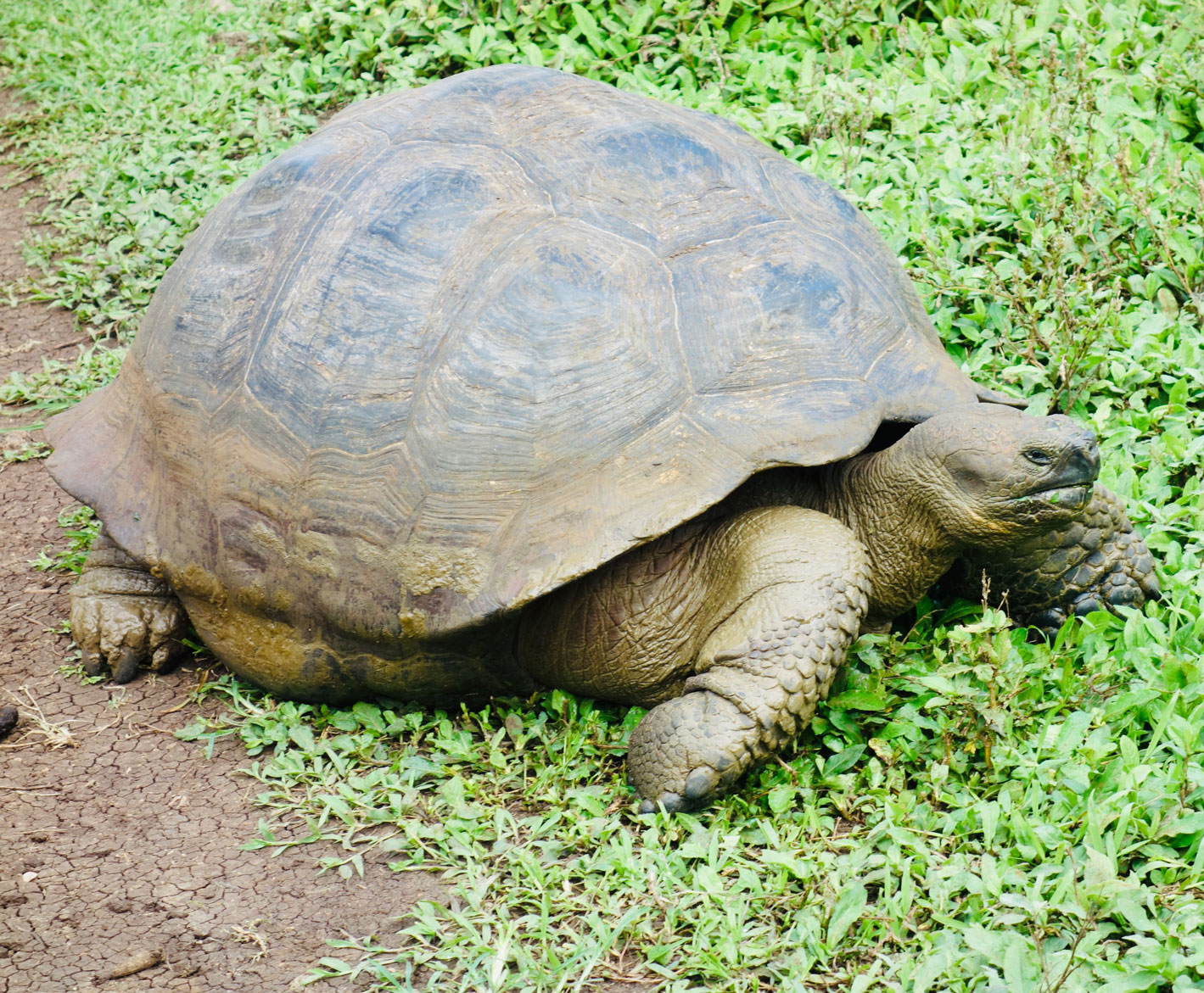 Sea lions, tortoises and boobies, oh my - Cayman Compass