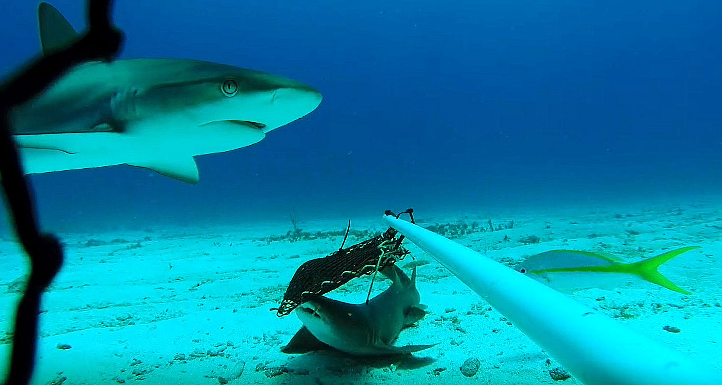 Cayman marks decade of shark conservation - Cayman Compass