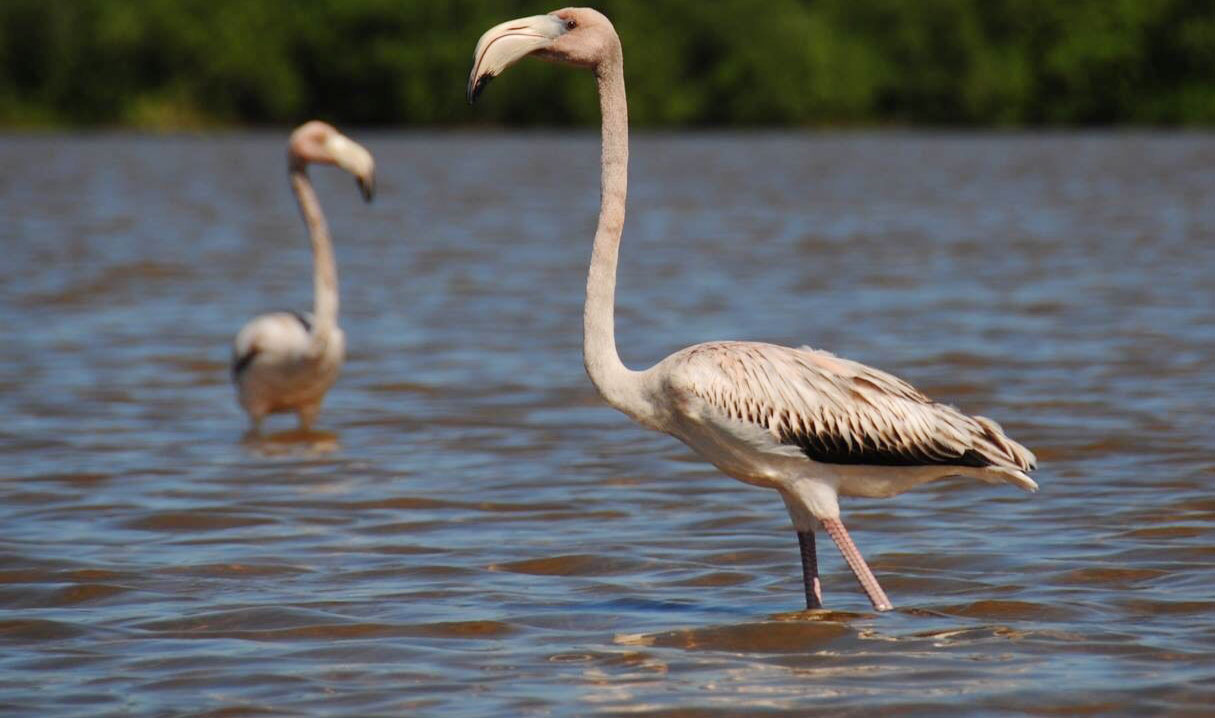 National Trust to open bird sanctuary - Cayman Compass