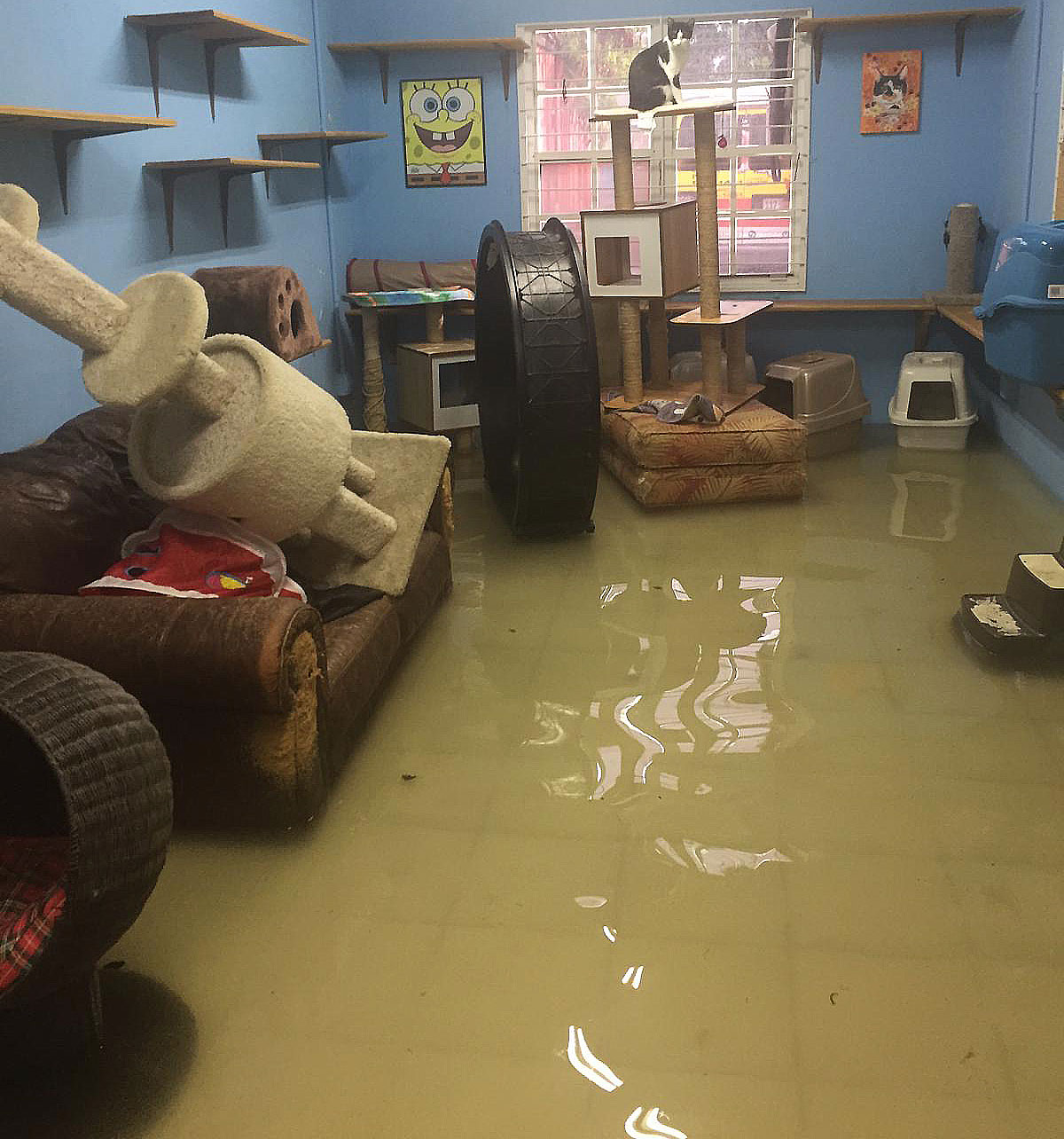 Torrential rain brings flooding - Cayman Compass