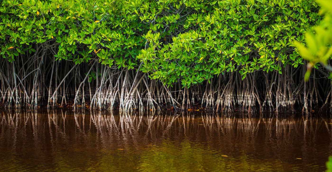Cayman’s diminishing mangroves - Cayman Compass