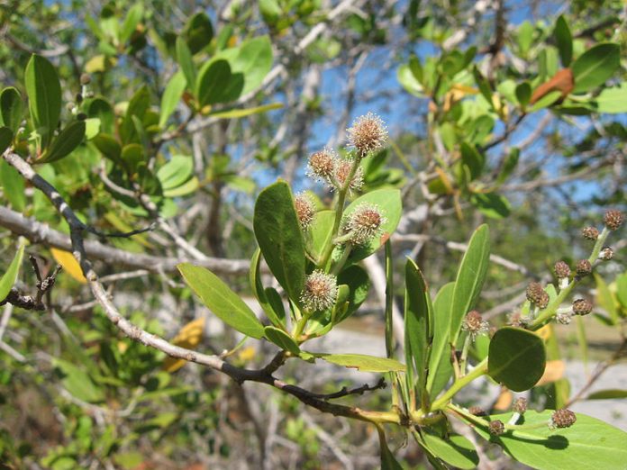 Cayman’s diminishing mangroves - Cayman Compass