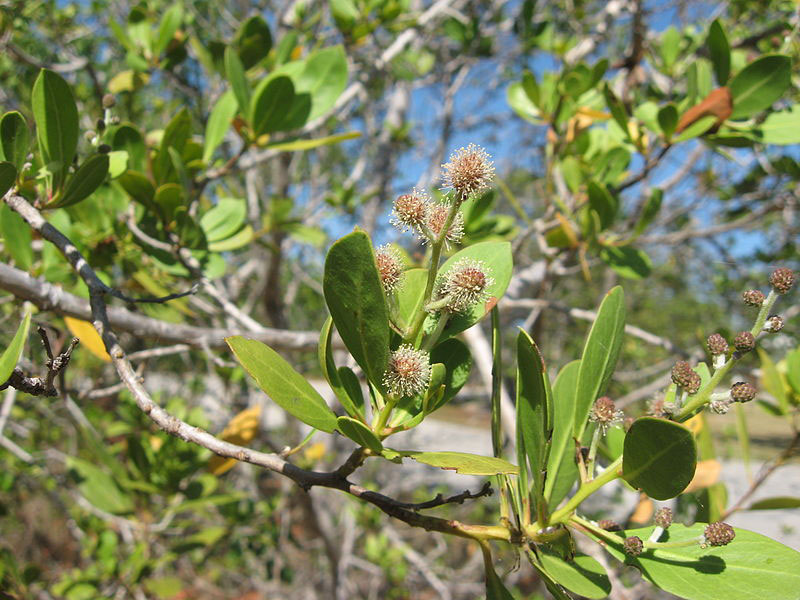 Cayman’s diminishing mangroves - Cayman Compass
