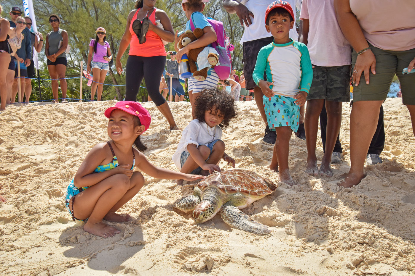 Six turtles released into wild - Cayman Compass