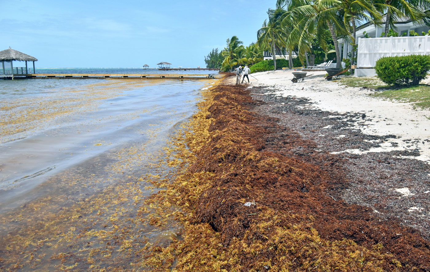 Sargassum - Cayman Compass