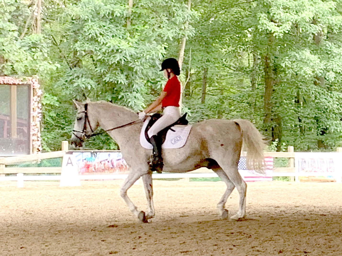 Young Cayman dressage riders compete in US - Cayman Compass