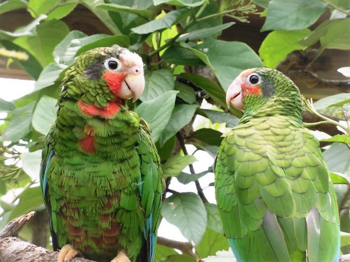 Six-month amnesty for parrot owners - Cayman Compass