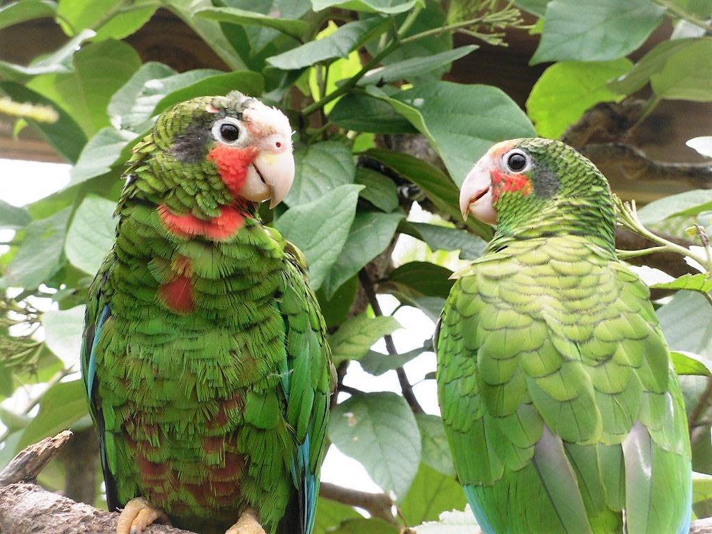 Cayman-parrots - Cayman Compass