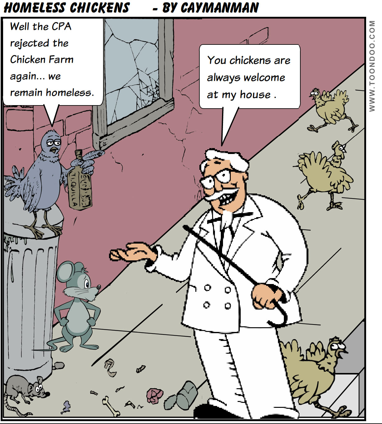 Homeless-chickens - Cayman Compass